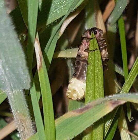 Scottish Glow worms – Life as a glowworm researcher